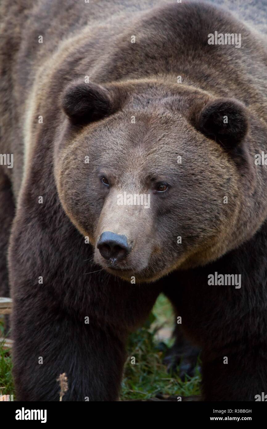 500px Photo ID: 88836877 - Brown bear Stock Photo - Alamy