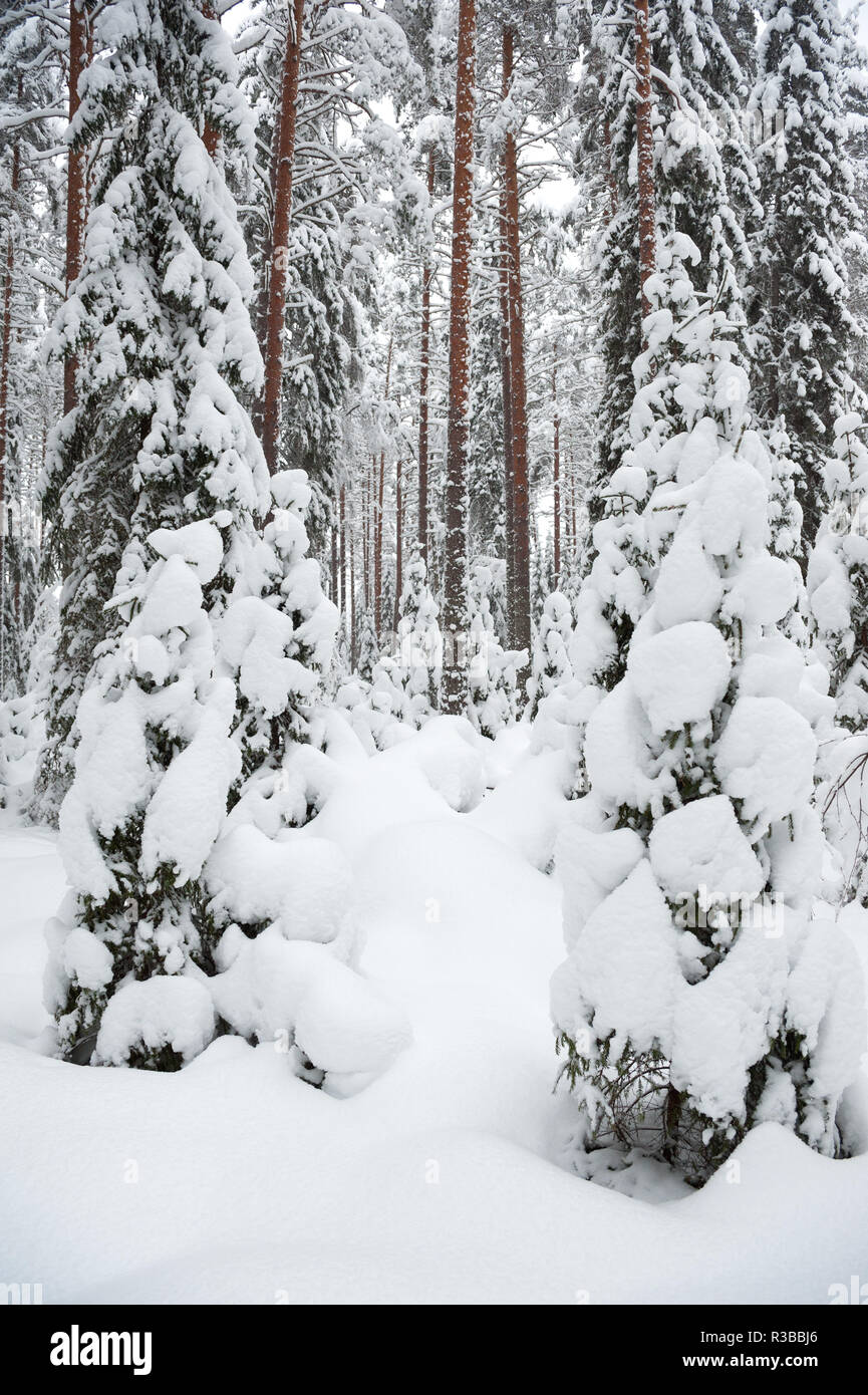 Winter wilderness in the new forest hi-res stock photography and images ...