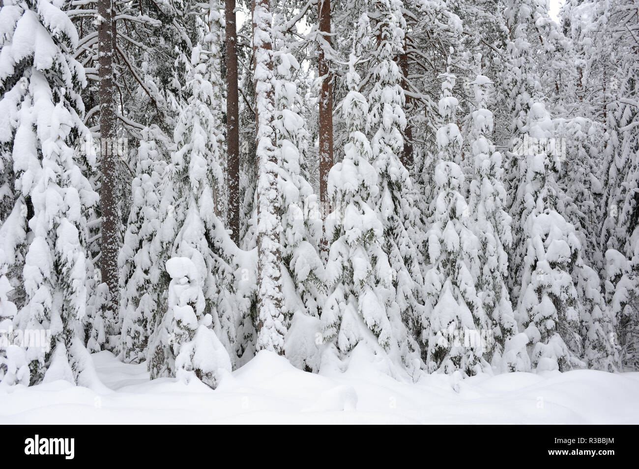 Winter wilderness in the new forest hi-res stock photography and images ...