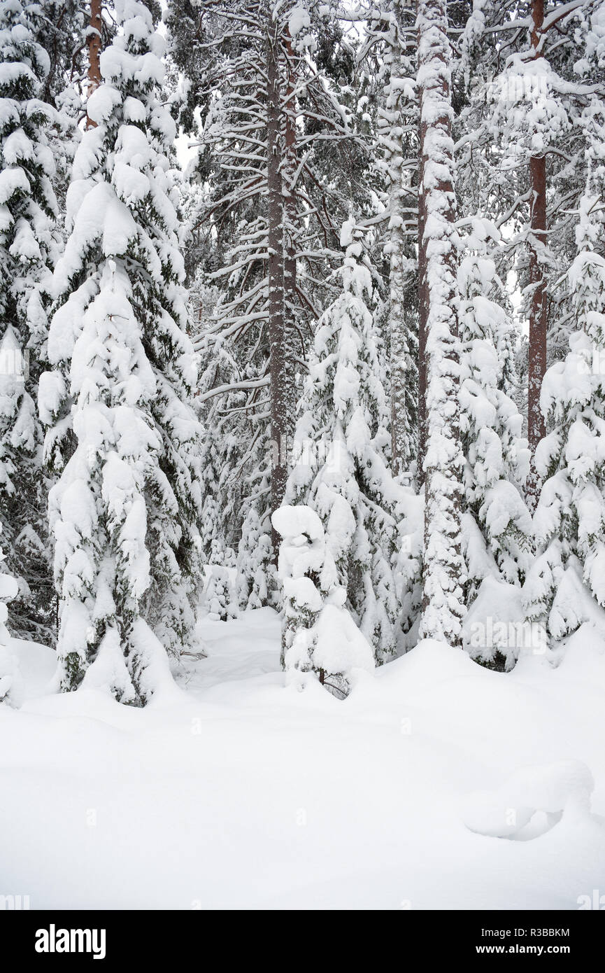 Winter wilderness in the new forest hi-res stock photography and images ...