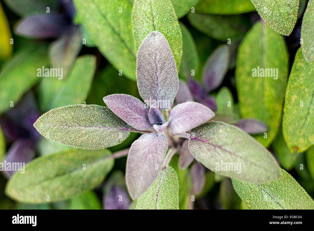 Sage tea boil hi-res stock photography and images - Alamy