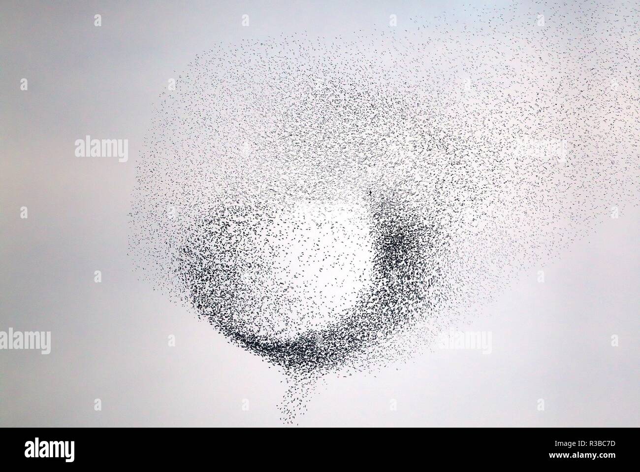 European Starling (Sturnus vulgaris) murmuration of huge flying flock ...