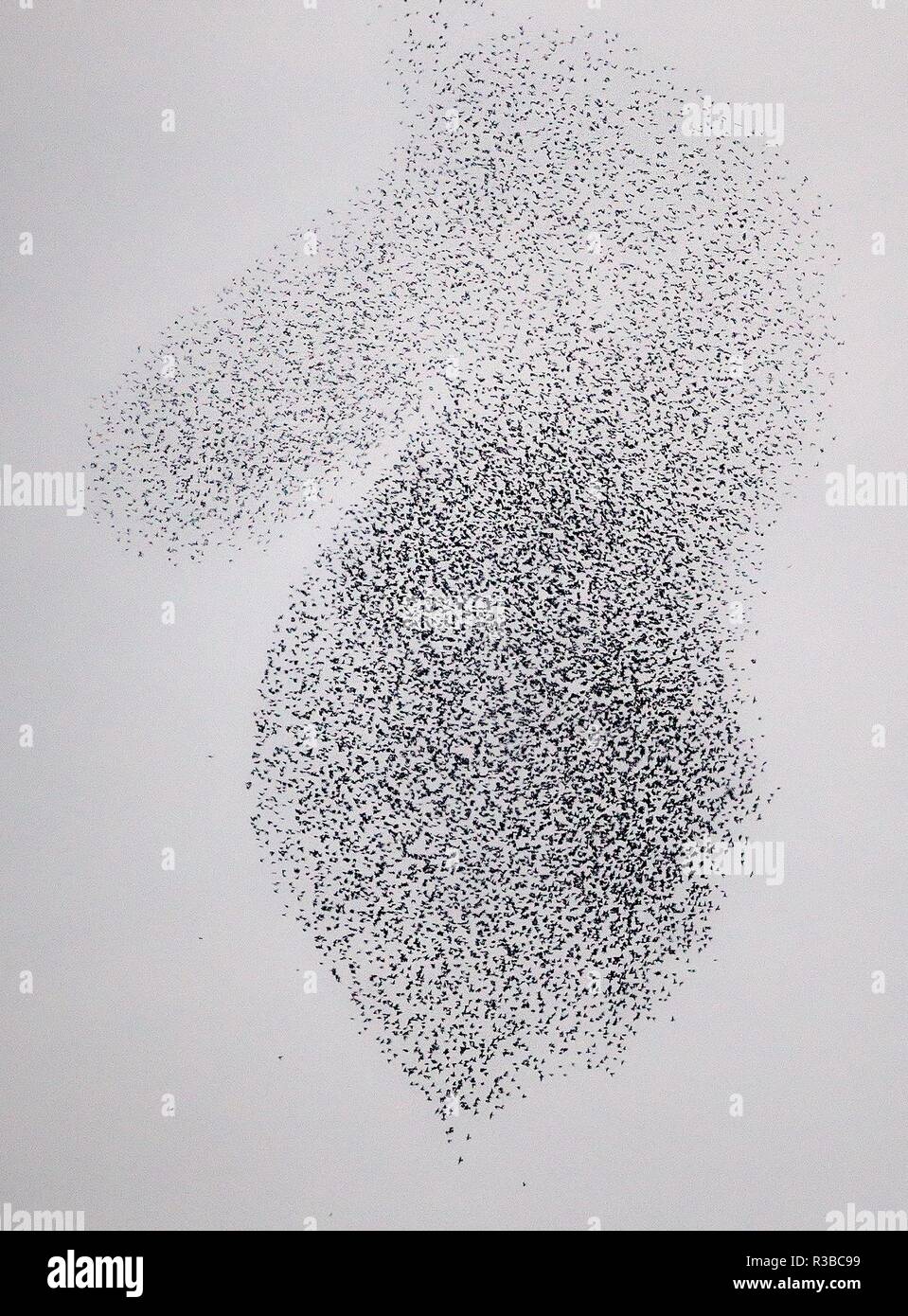 European Starling (Sturnus vulgaris) murmuration of huge flying flock ...
