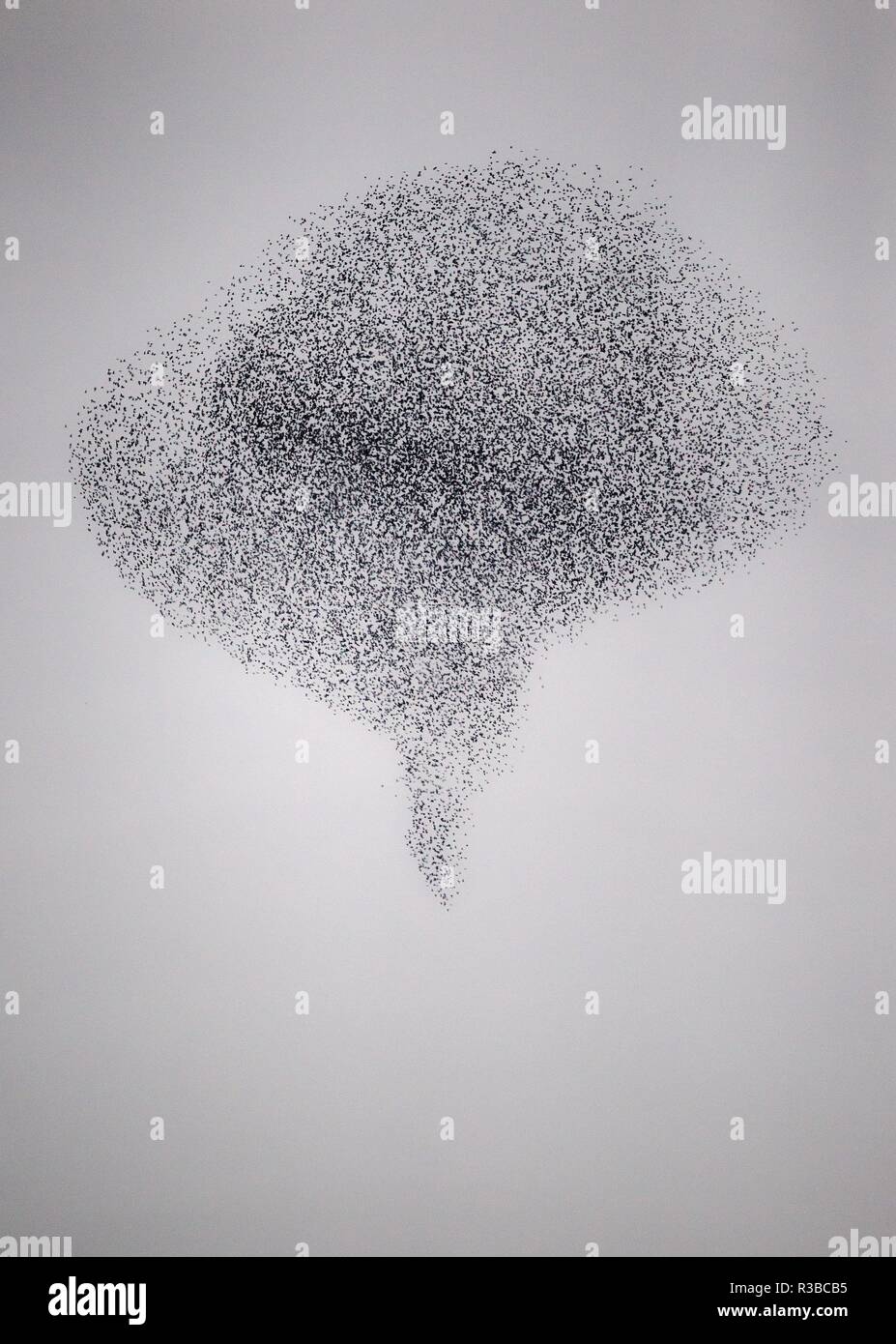 European Starling (Sturnus vulgaris) murmuration of huge flying flock ...