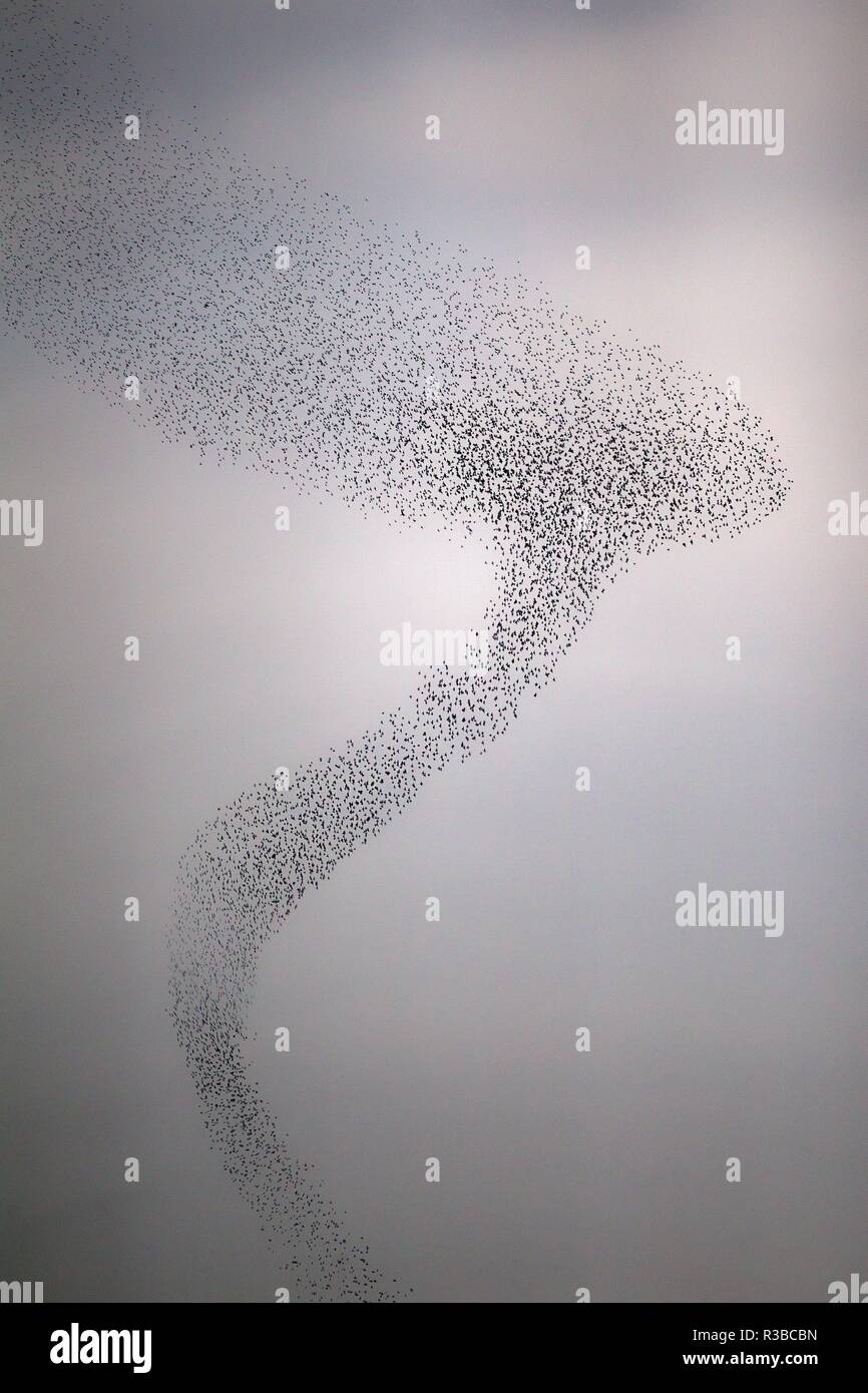 European Starling (Sturnus vulgaris) murmuration of huge flying flock ...