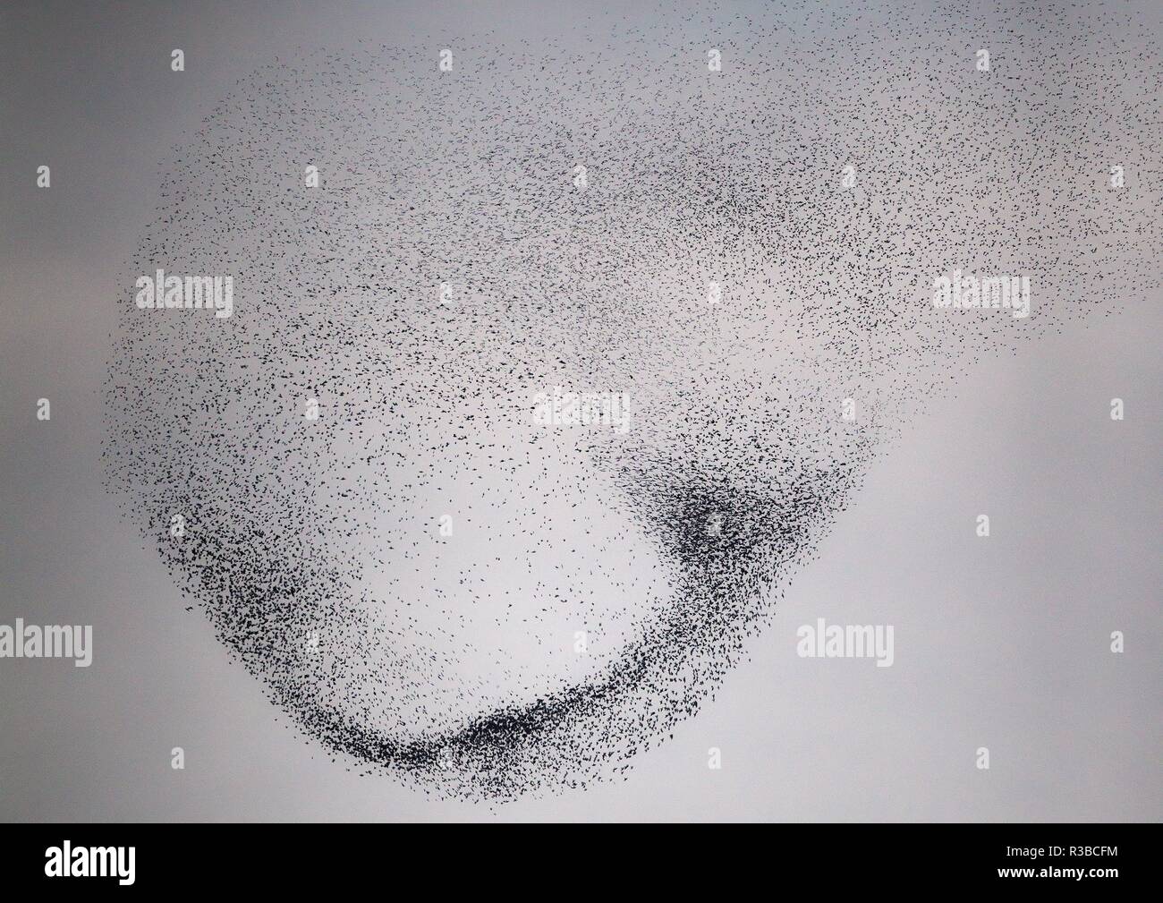 European Starling (Sturnus vulgaris) murmuration of huge flying flock ...