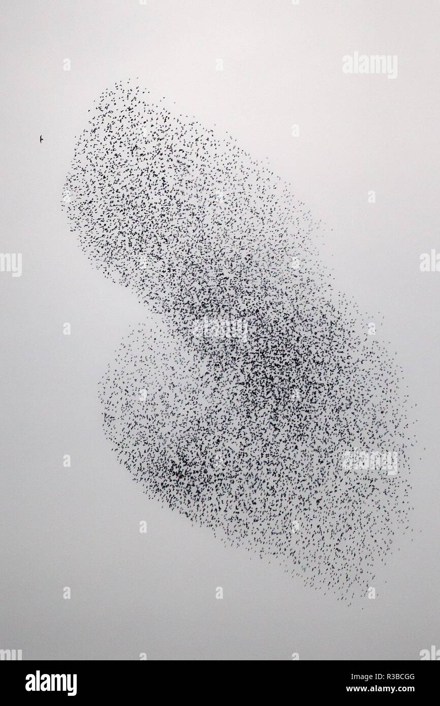 European Starling (Sturnus vulgaris) murmuration of huge flying flock ...