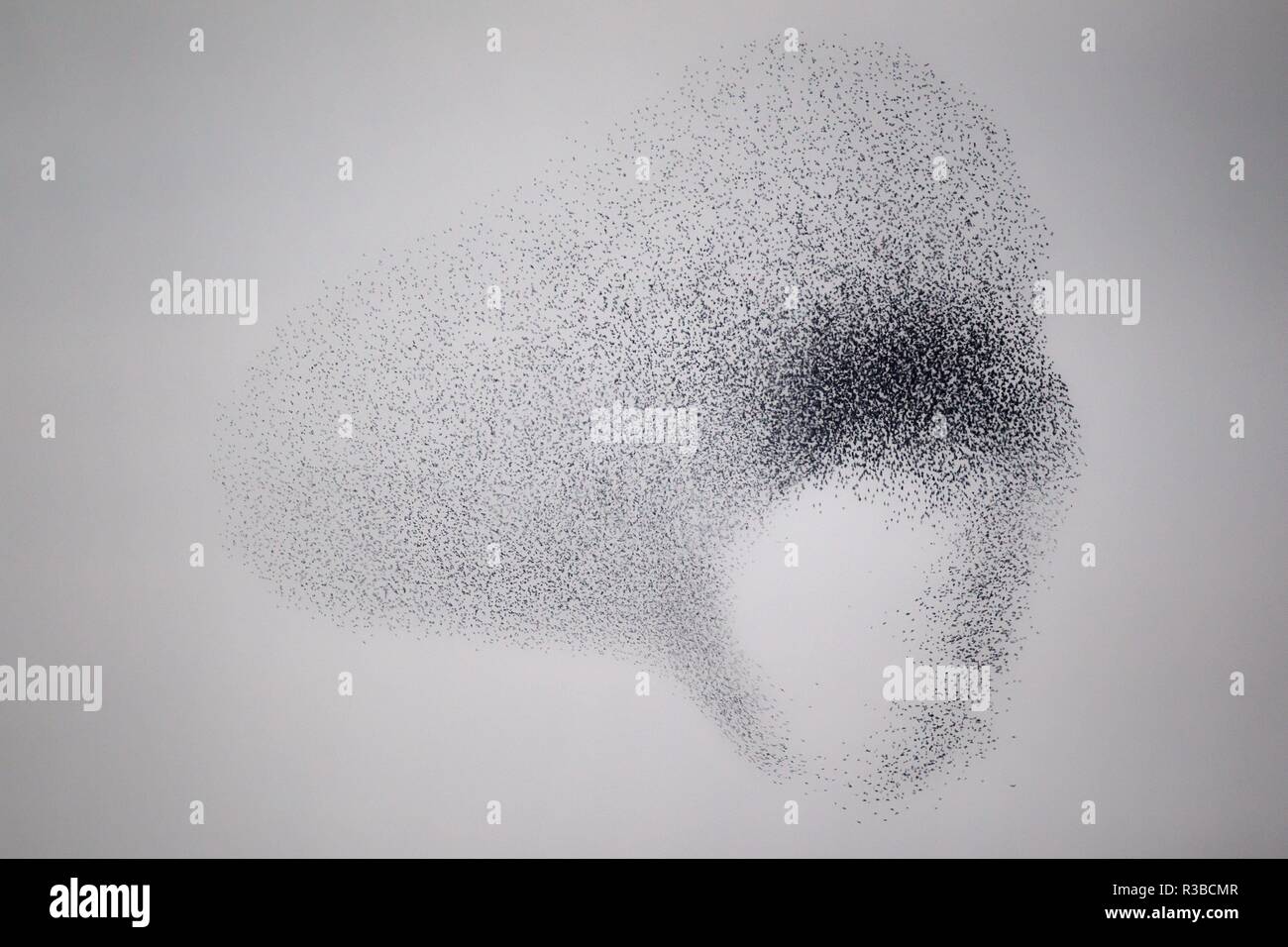 European Starling (Sturnus vulgaris) murmuration of huge flying flock ...