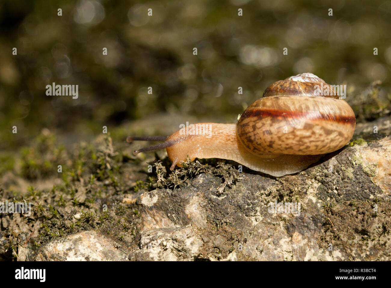 Air breathing snail hi-res stock photography and images - Alamy