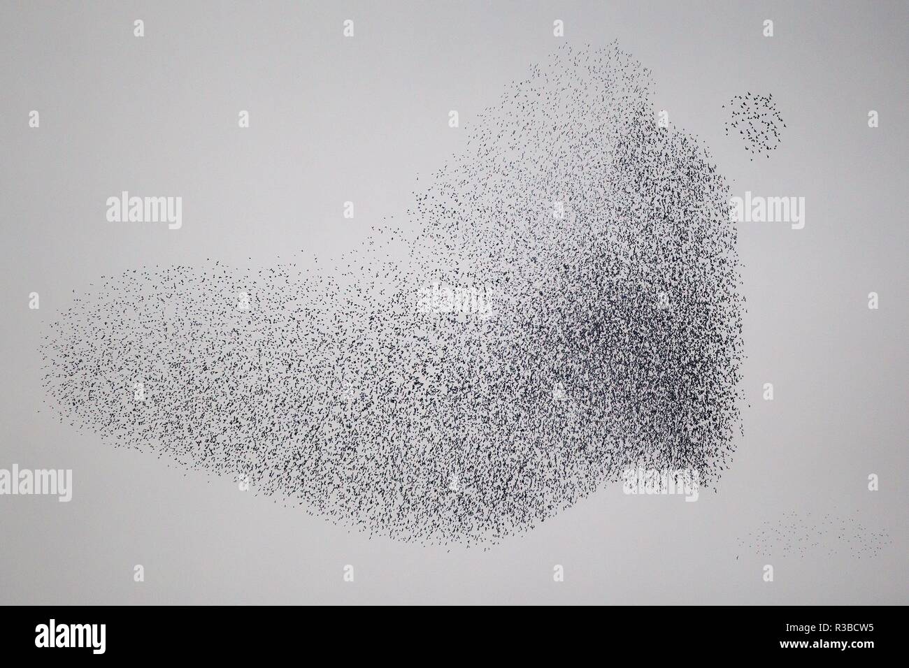 European Starling (Sturnus vulgaris) murmuration of huge flying flock ...