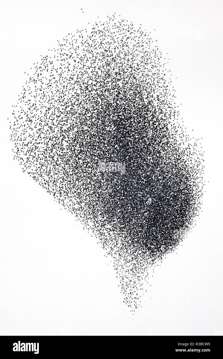 European Starling (Sturnus vulgaris) murmuration of huge flying flock ...