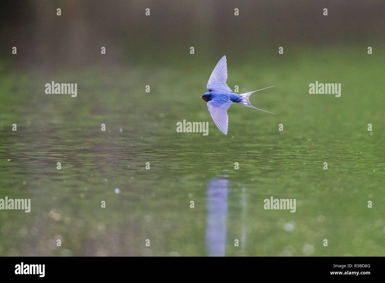 Barn Swallow (Hirundo rustica) adult hunting insects on water surface ...