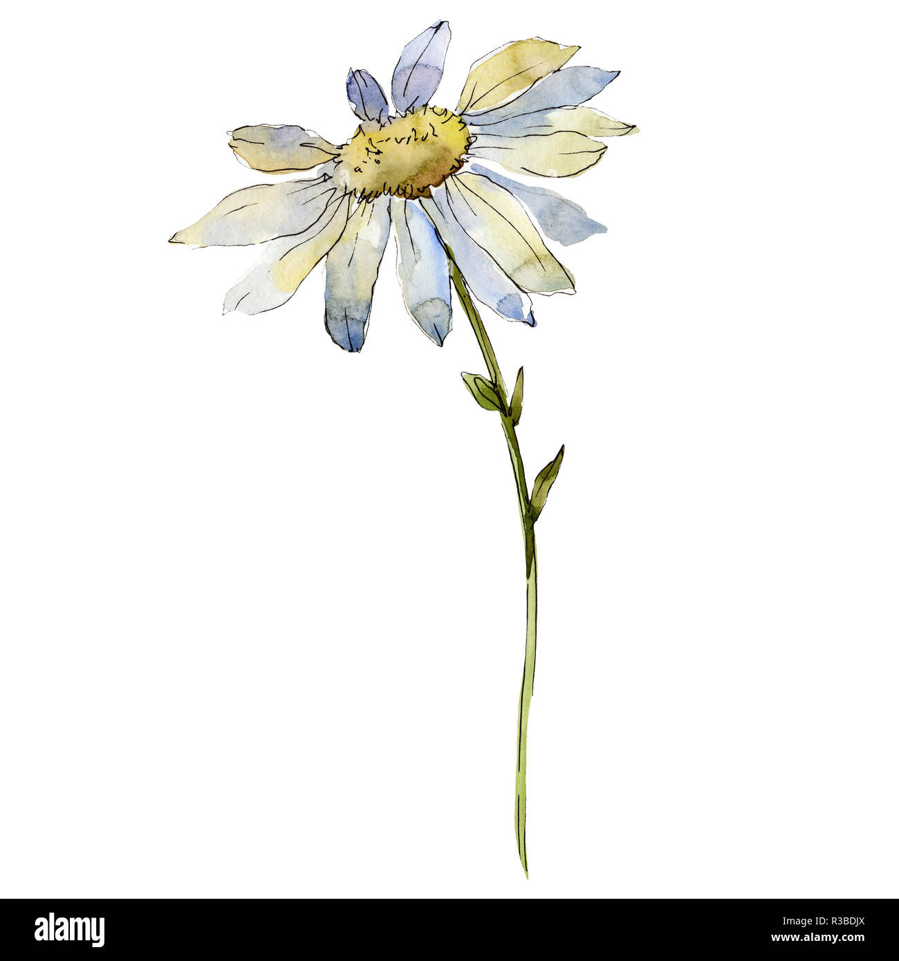 Daisy flower with green leaves. Isolated daisy illustration element ...