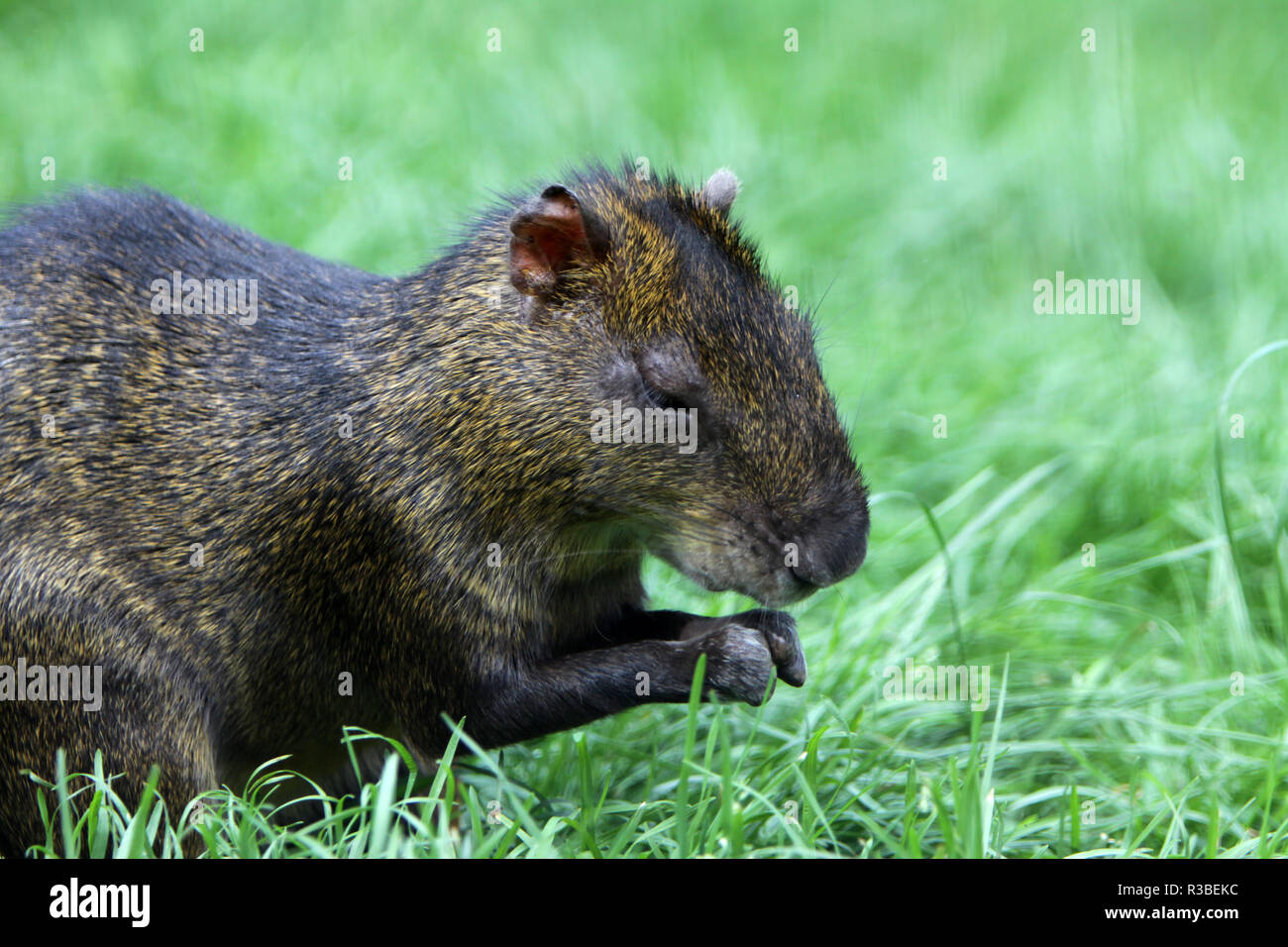 Aguti High Resolution Stock Photography and Images - Alamy