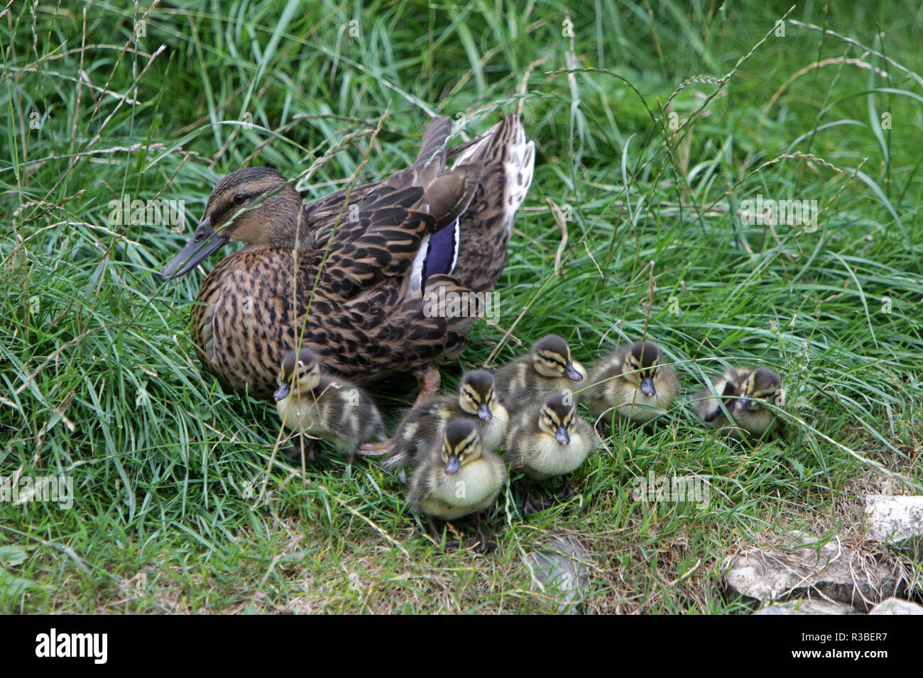 mallard hen with chicks Stock Photo - Alamy