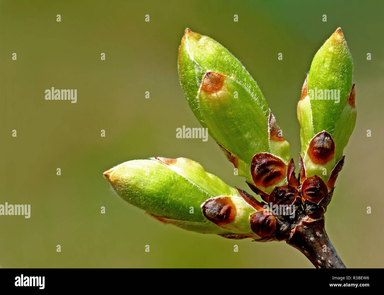 Maple leaf trio hi-res stock photography and images - Alamy