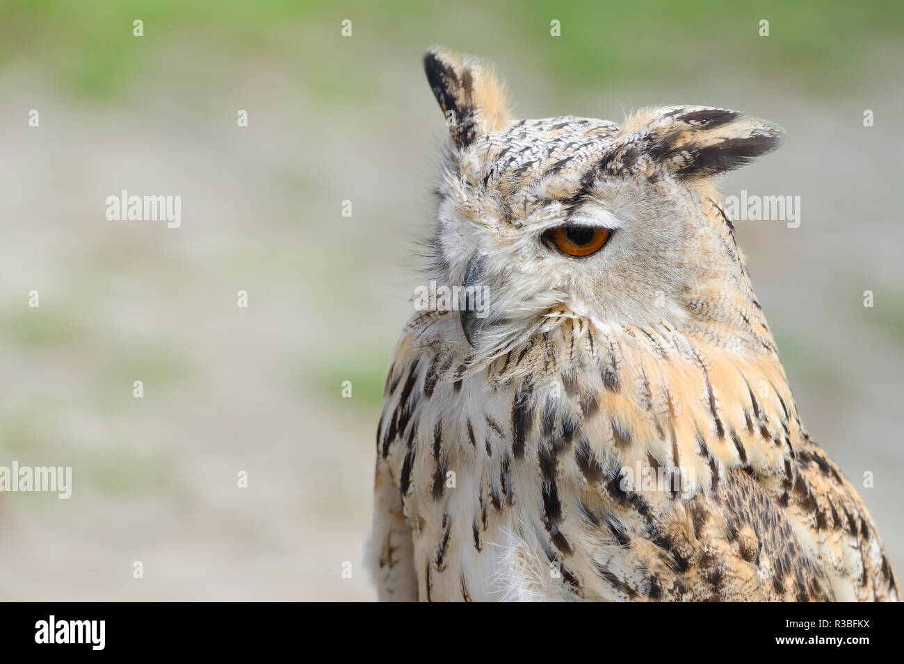 Stealthy birds of prey hi-res stock photography and images - Alamy