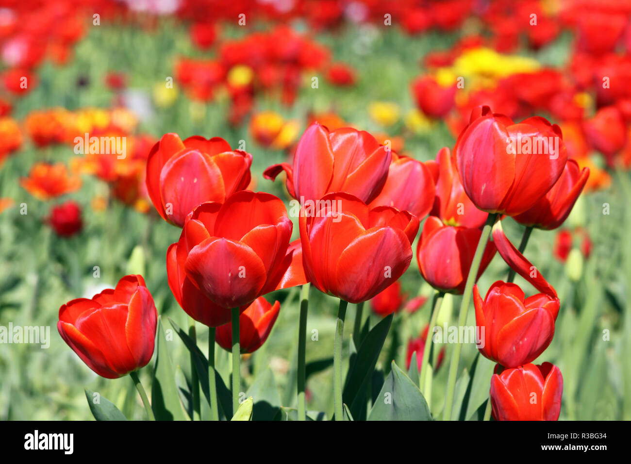 Red spring messenger hi-res stock photography and images - Alamy