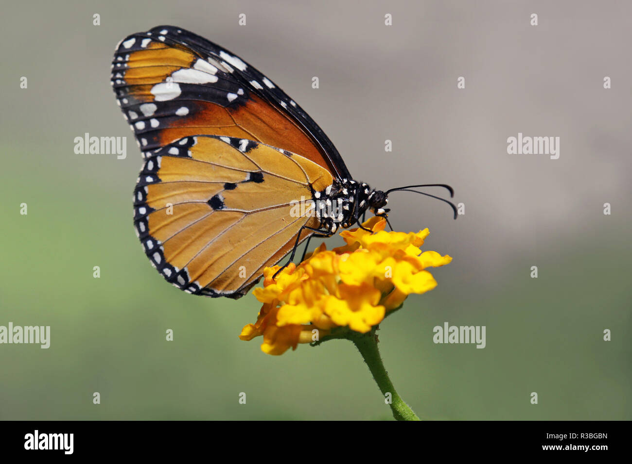 african monarch danaus chrysippus Stock Photo - Alamy