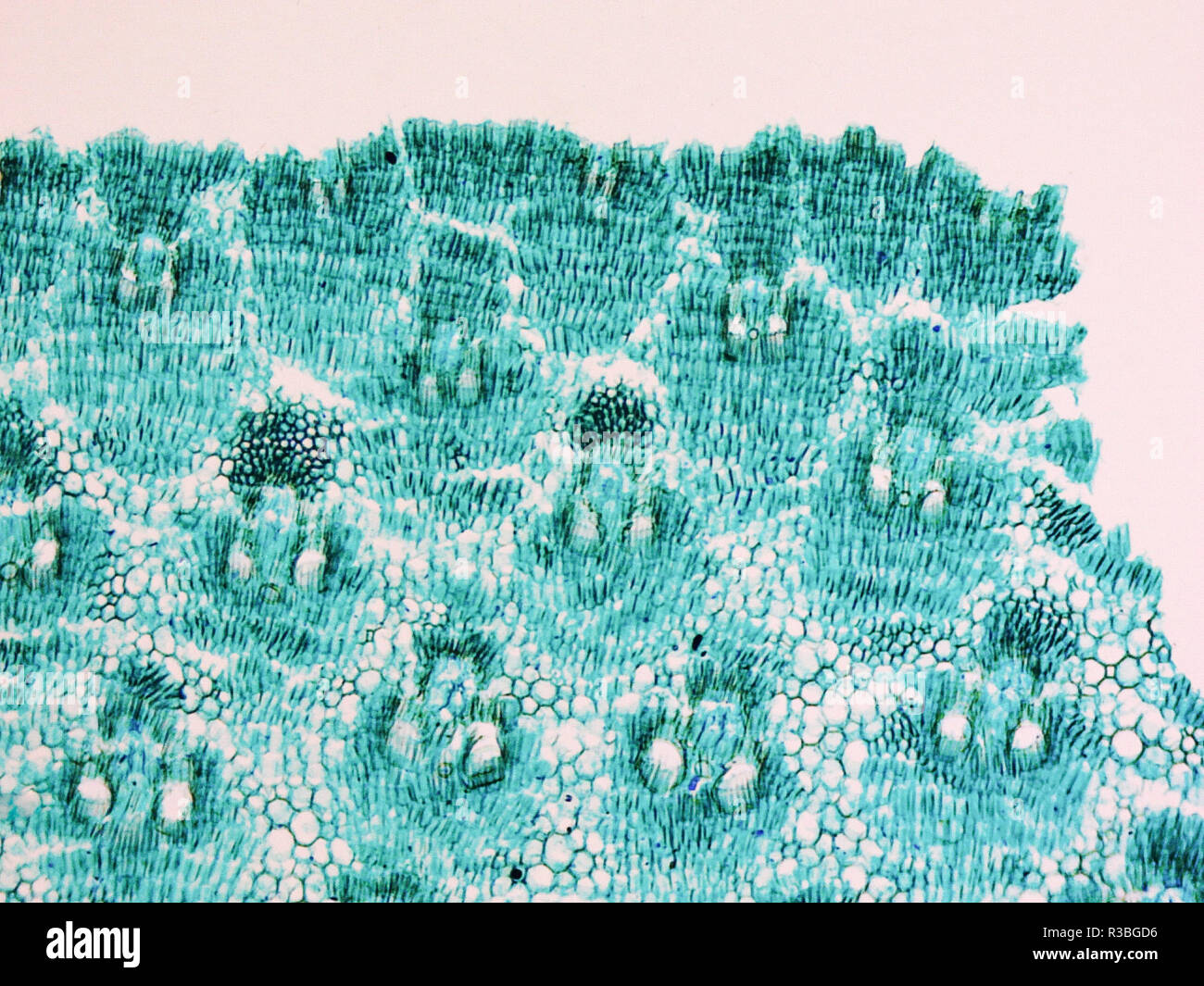 Bamboo stem micrograph Stock Photo - Alamy