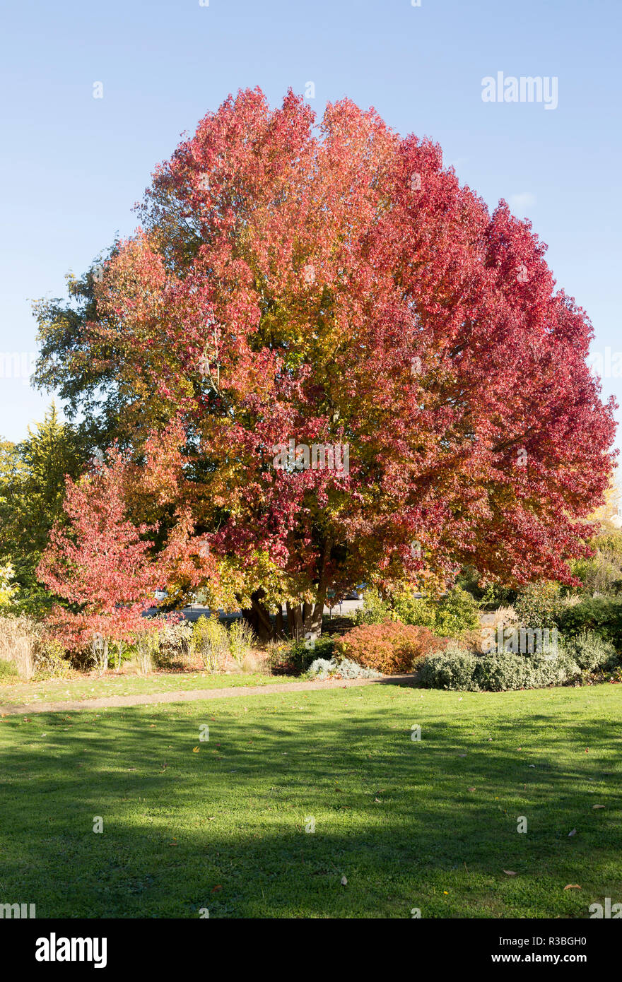 Liquidambar styraciflua autumn uk hi-res stock photography and images - Alamy