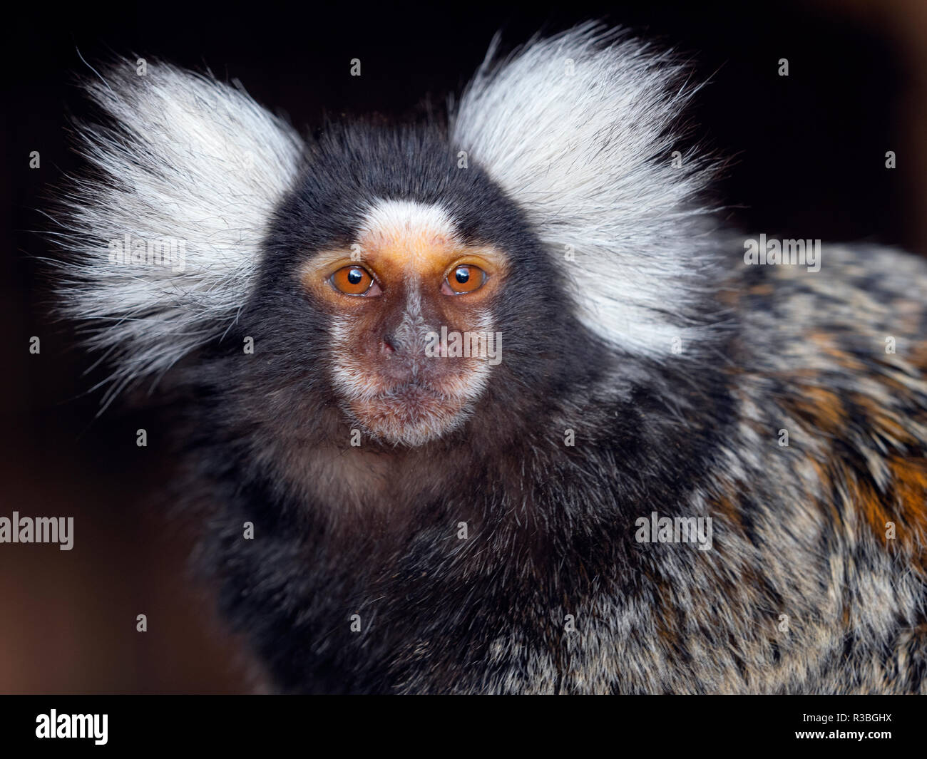 Portrait of a Common marmoset Callithrix jacchus CAPTIVE Stock Photo ...