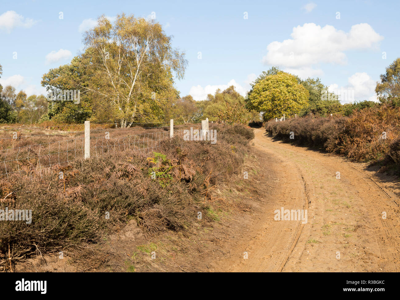 Sandy track through heath vegetation in Suffolk Sandlings heathland ...