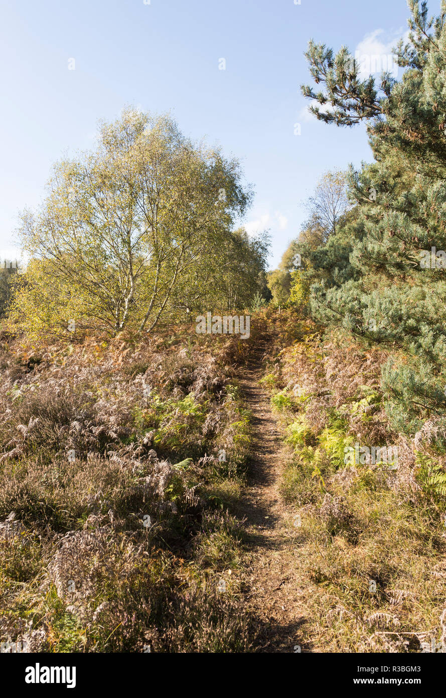 Footpath through Suffolk Sandlings heathland vegetation, Sutton ...