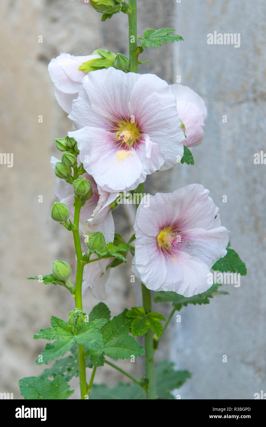 Light pink Hollyhock Stock Photo - Alamy