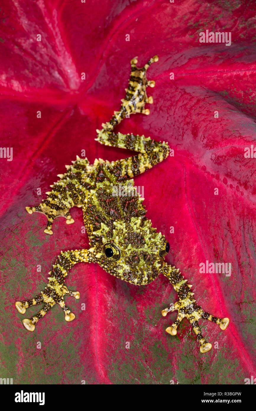 Vietnamese fauna hi-res stock photography and images - Alamy