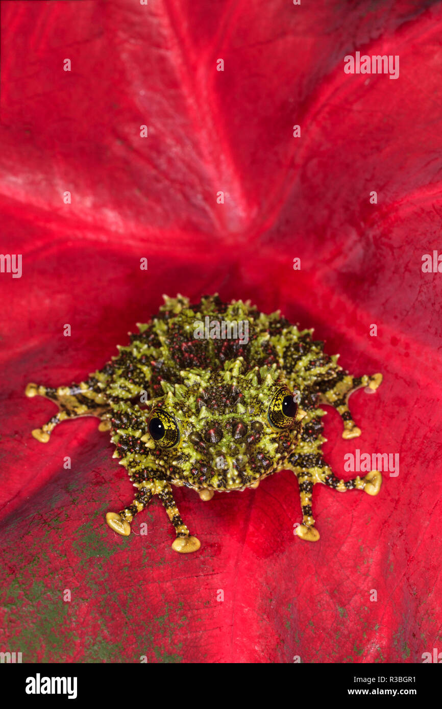 Vietnamese amphibian hi-res stock photography and images - Alamy