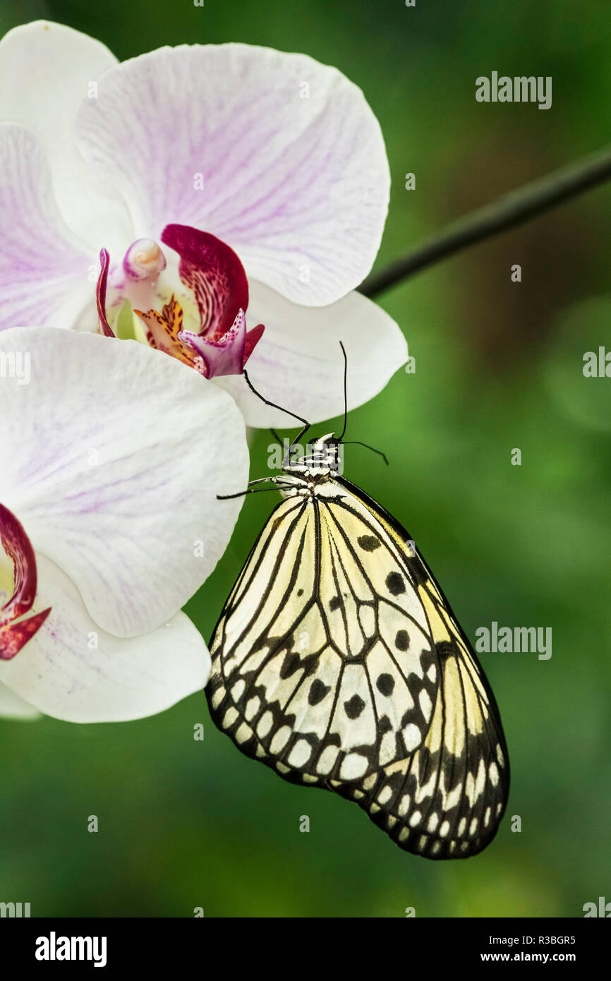 Paper Kite butterfly, Idea leuconoe Stock Photo - Alamy