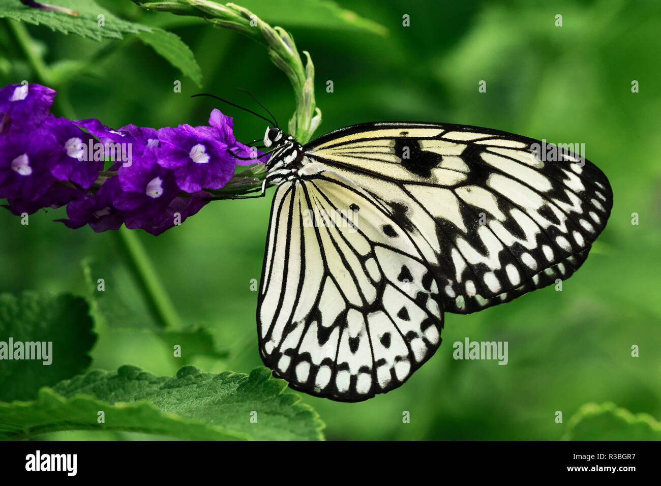 Paper Kite butterfly, Idea leuconoe Stock Photo - Alamy