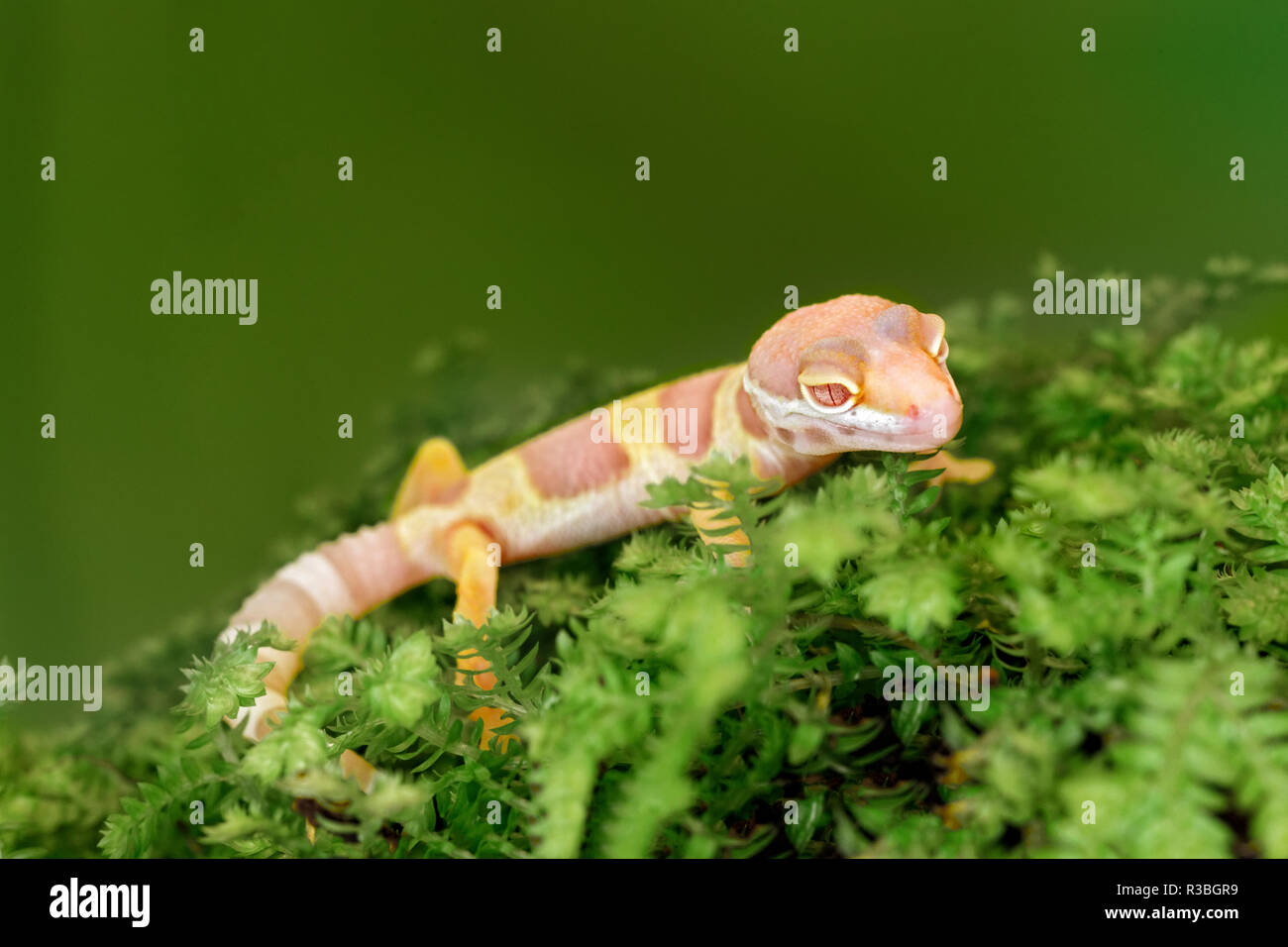 Juvenile Leopard Gecko, Eublepharis macularius, native to highlands of ...