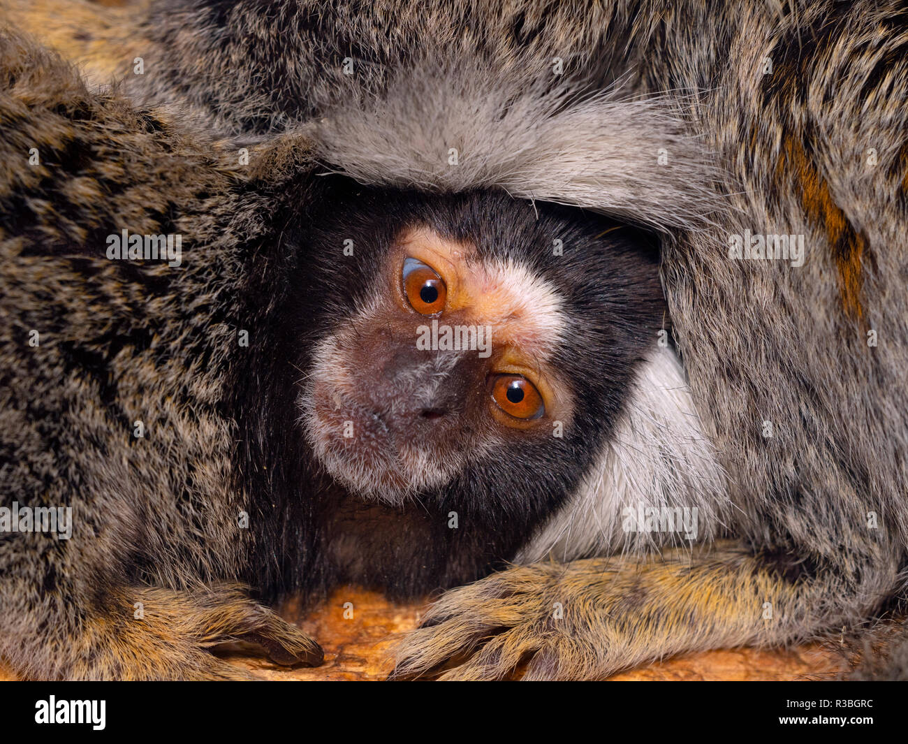 Portrait of a Common marmoset Callithrix jacchus CAPTIVE Stock Photo ...