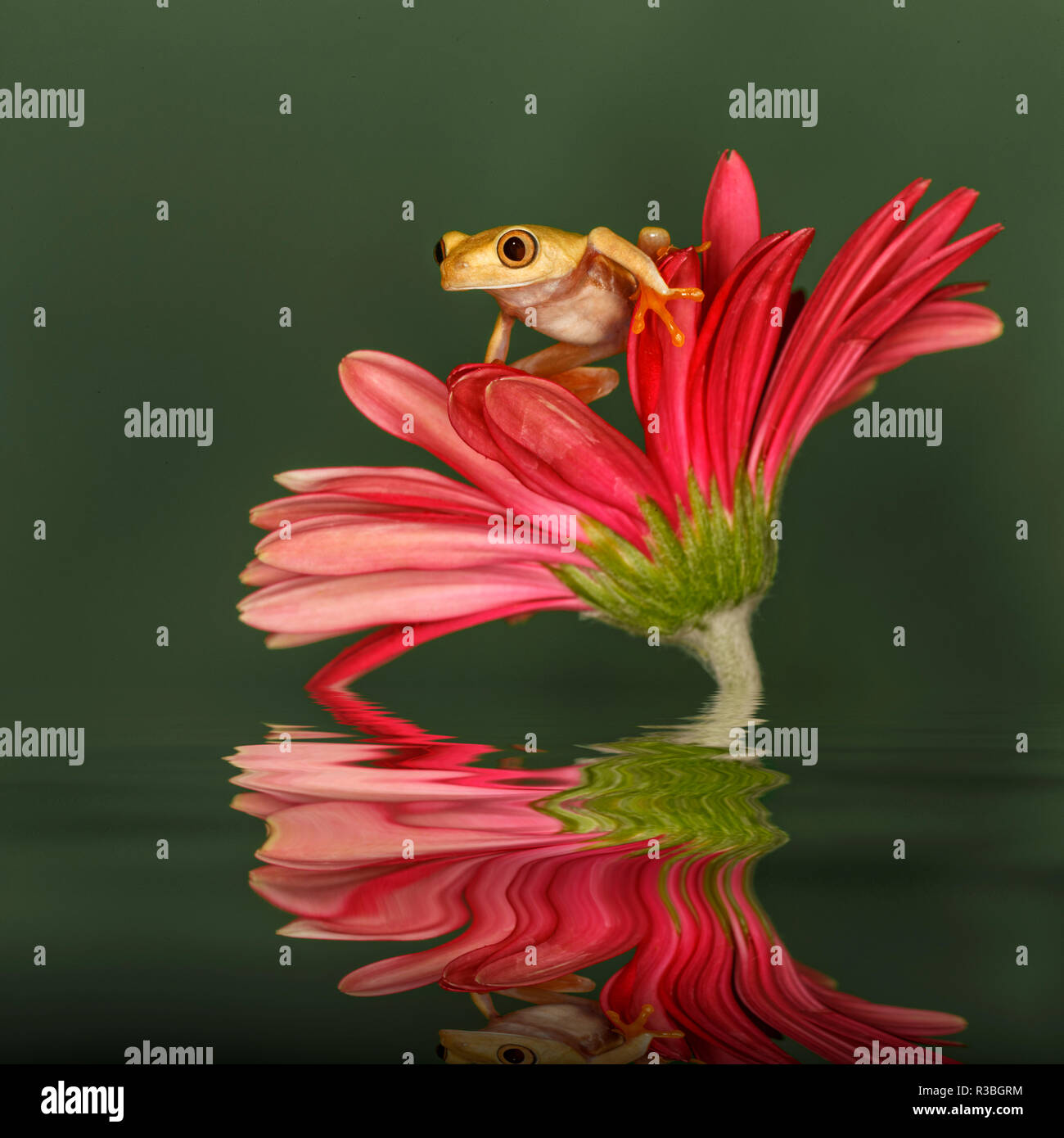 Xanthic Red-eyed Tree frog and reflection, Agalychnis callidryas Stock ...