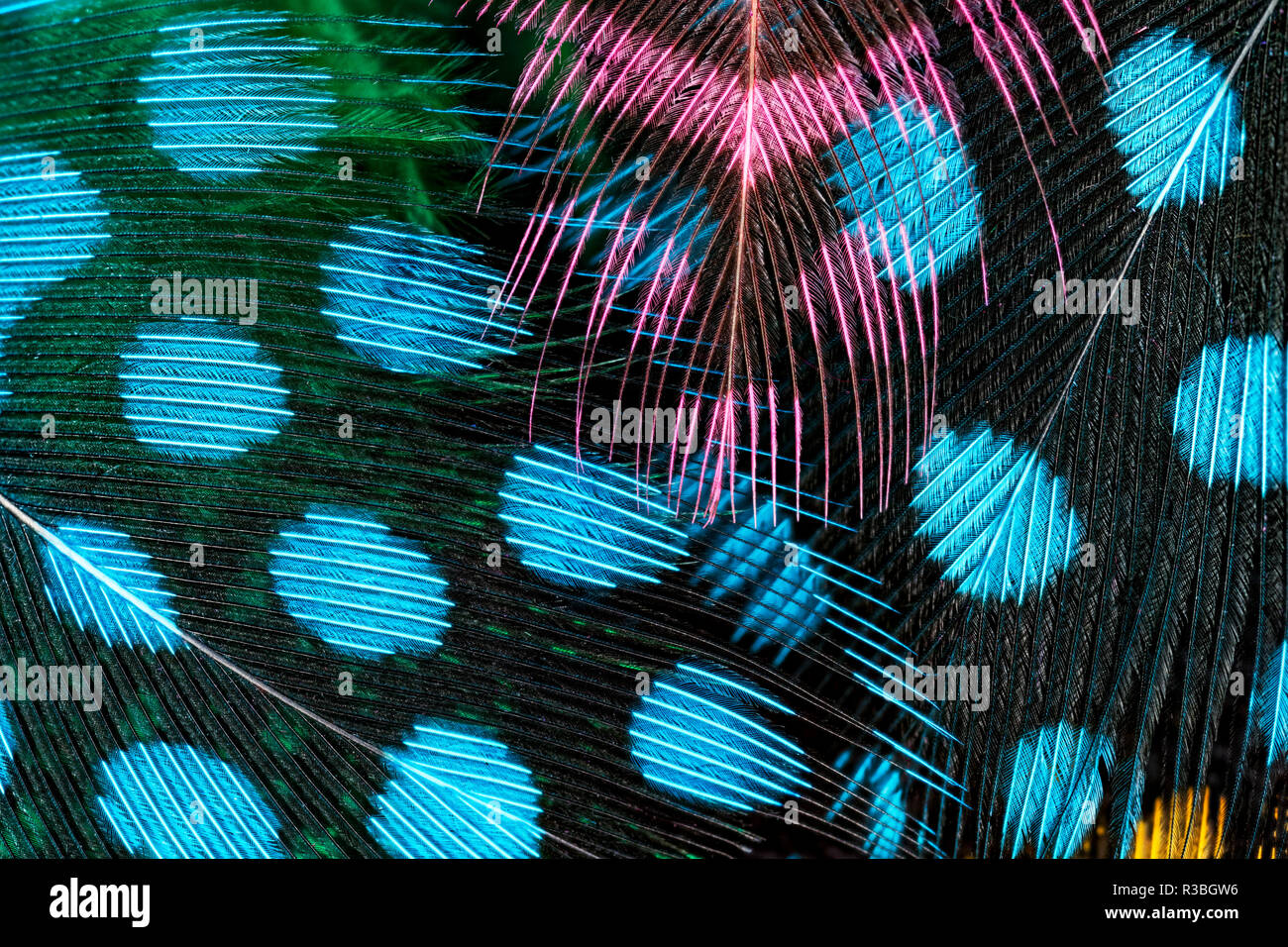 Colorful feather pattern Stock Photo - Alamy