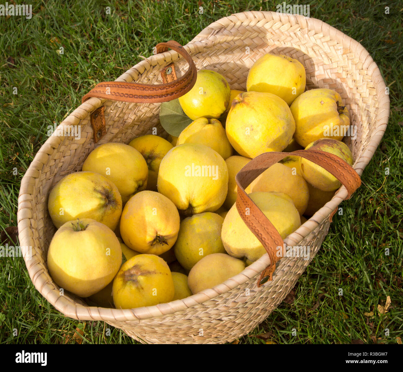 Quince fruit england hi-res stock photography and images - Alamy