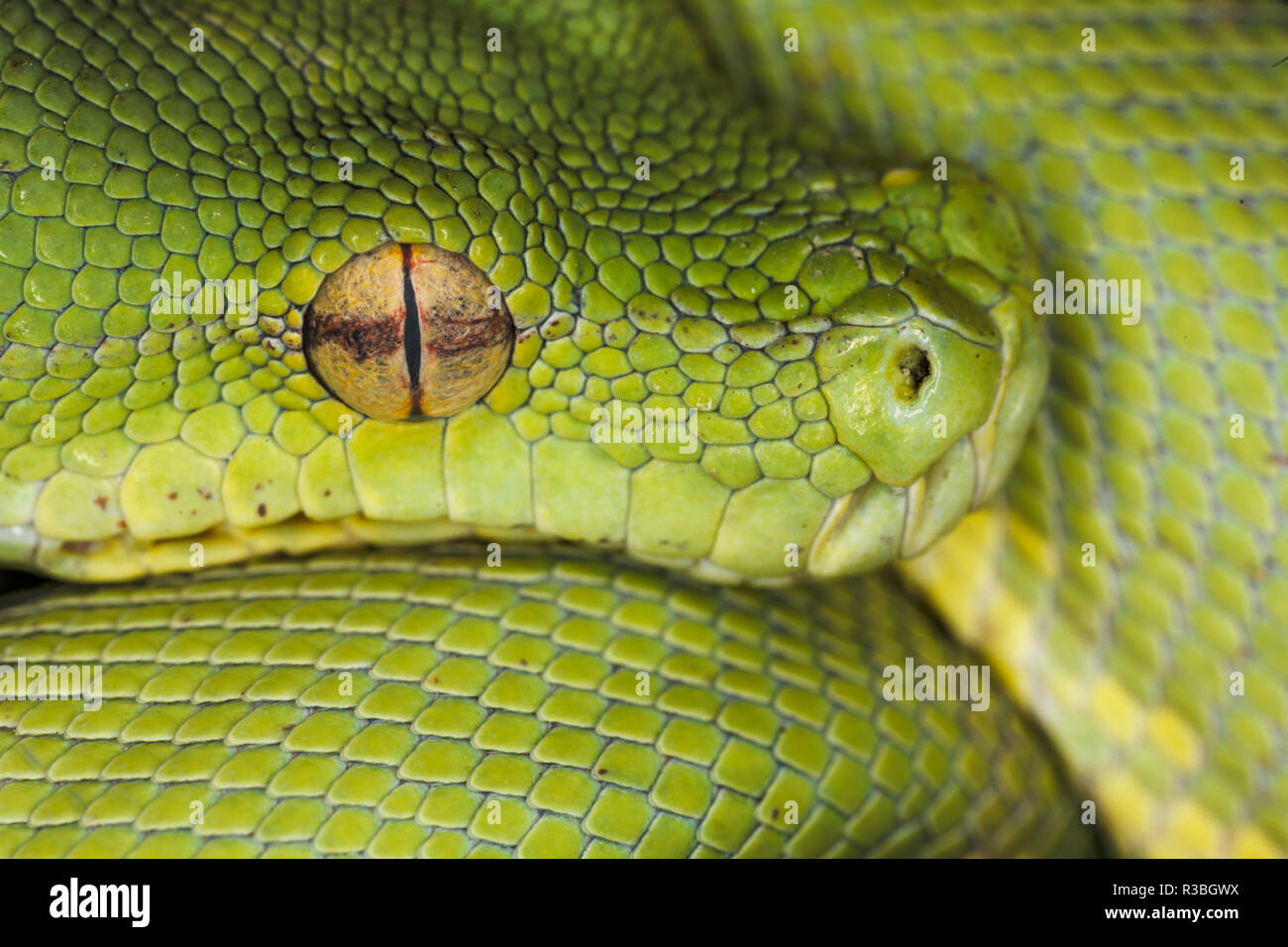 Green tree python, Morelia viridis, native to New Guinea islands in ...
