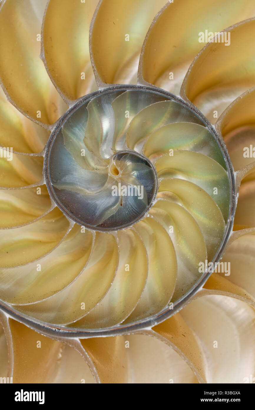 Chambered Nautilus shell, Nautilus pompilius Stock Photo - Alamy