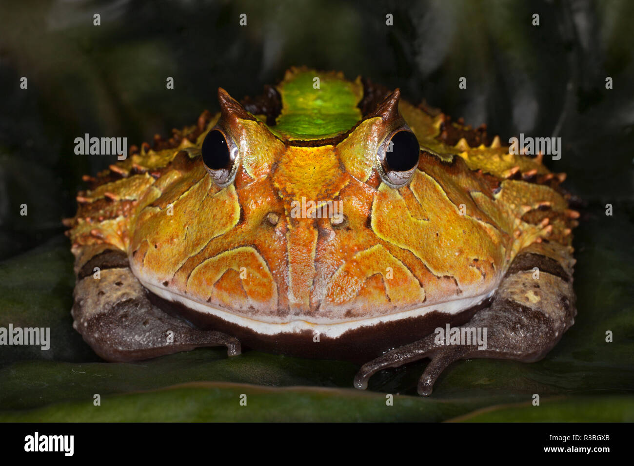 South American horned frog, or Pacman frog, Ceratophrys Stock Photo - Alamy