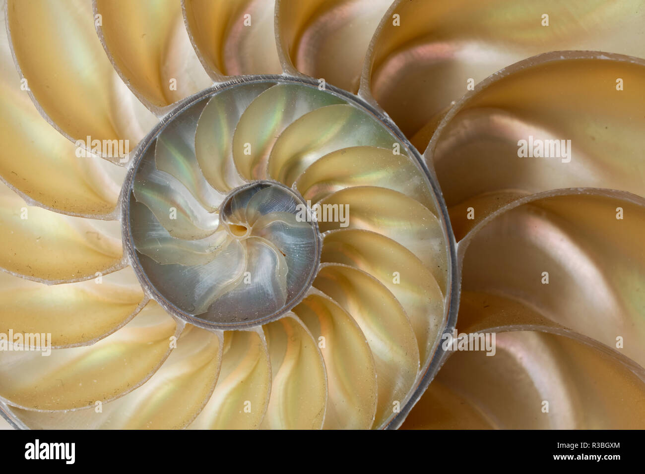 Chambered Nautilus shell, Nautilus pompilius Stock Photo - Alamy