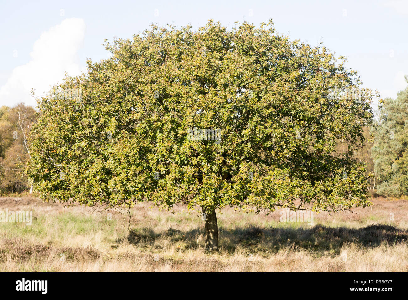 Single oak tree, quercus robur, standing in Suffolk Sandlings heathland ...