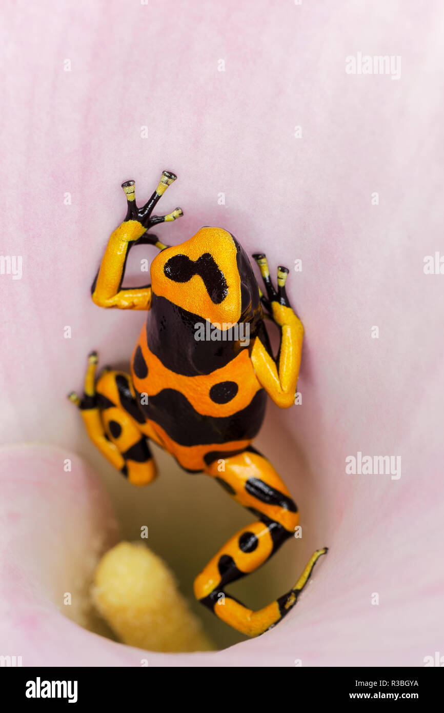 Bumble Bee dart frog, Dendrobates leucomelas, native to Brasil ...