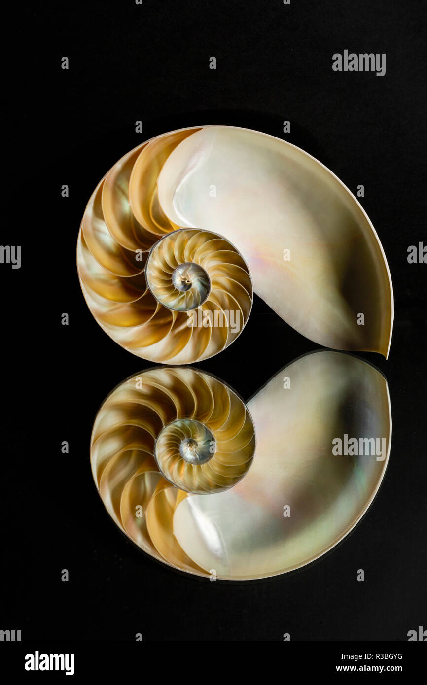 Chambered nautilus shell hi-res stock photography and images - Alamy