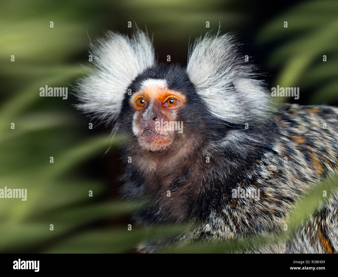 Portrait of a Common marmoset Callithrix jacchus CAPTIVE Stock Photo ...