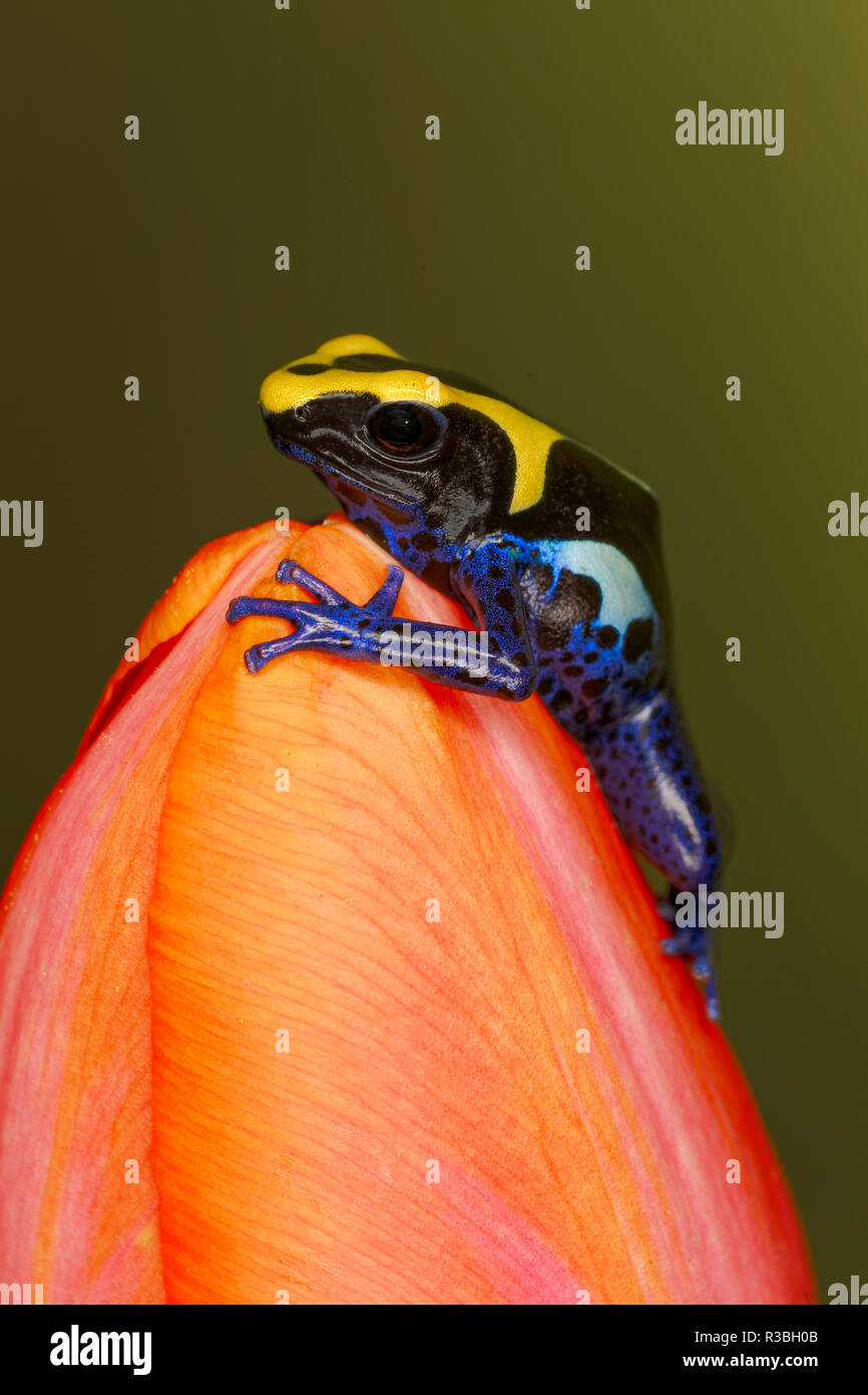 Dyeing poison dart frog, Dendrobates tinctorius, native to South ...