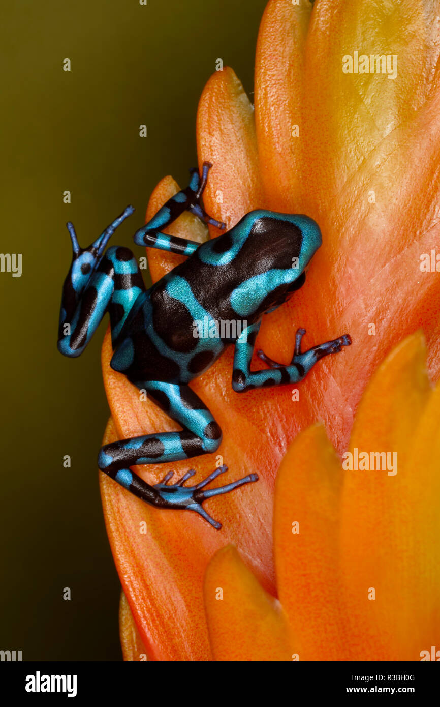 Blue and Black Dart frog, Dendrobates Auratus Stock Photo - Alamy