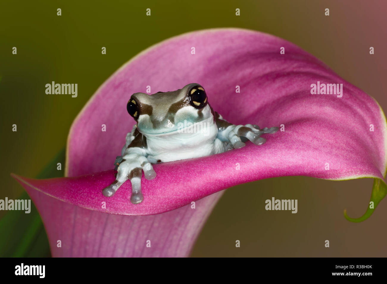 Mission golden-eyed tree frog or Milk frog, Trachycephalus ...