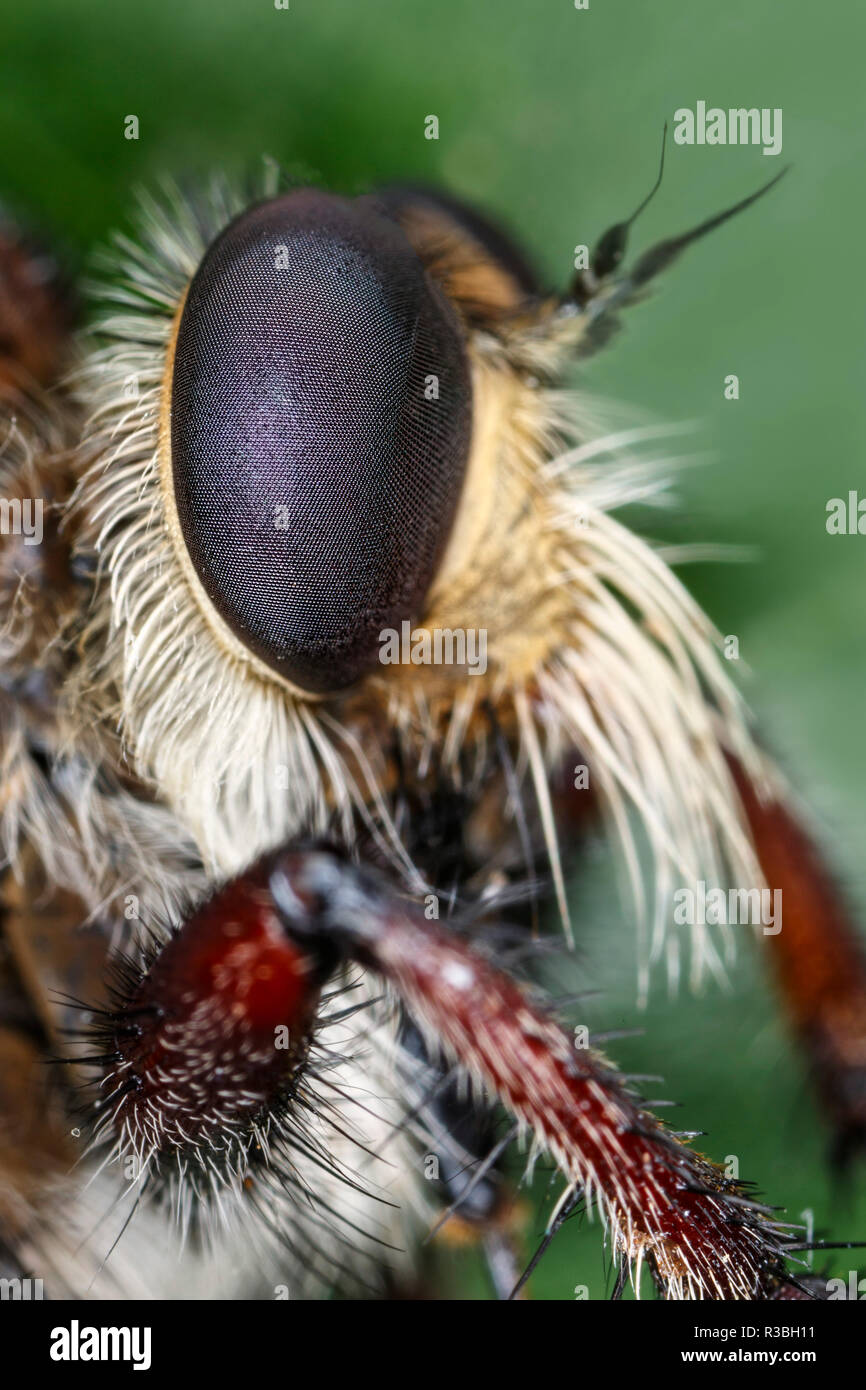 Macro fly face hi-res stock photography and images - Alamy